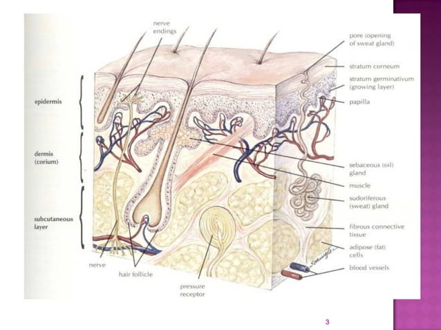 Health Assessment Of Nails Hair And Skin | PPT | Skin and Dermatology ...