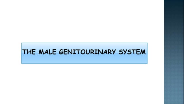 Health assessment on the genitourinary system both male and female ...
