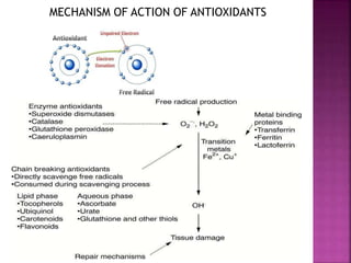 Health benefits of antioxidants and dietary fibres as nutraceuticals ...