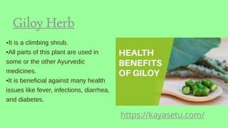 Health benefits of giloy | PPTX