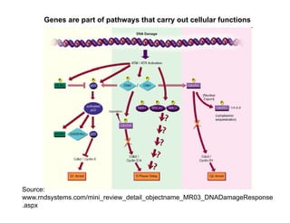 General Principles of Toxicogenomics | PDF