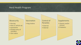 Health care in native pig production (dr. aleli a. collado) | PPT ...