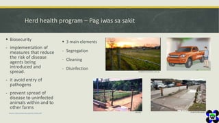 Health care in native pig production (dr. aleli a. collado) | PPT