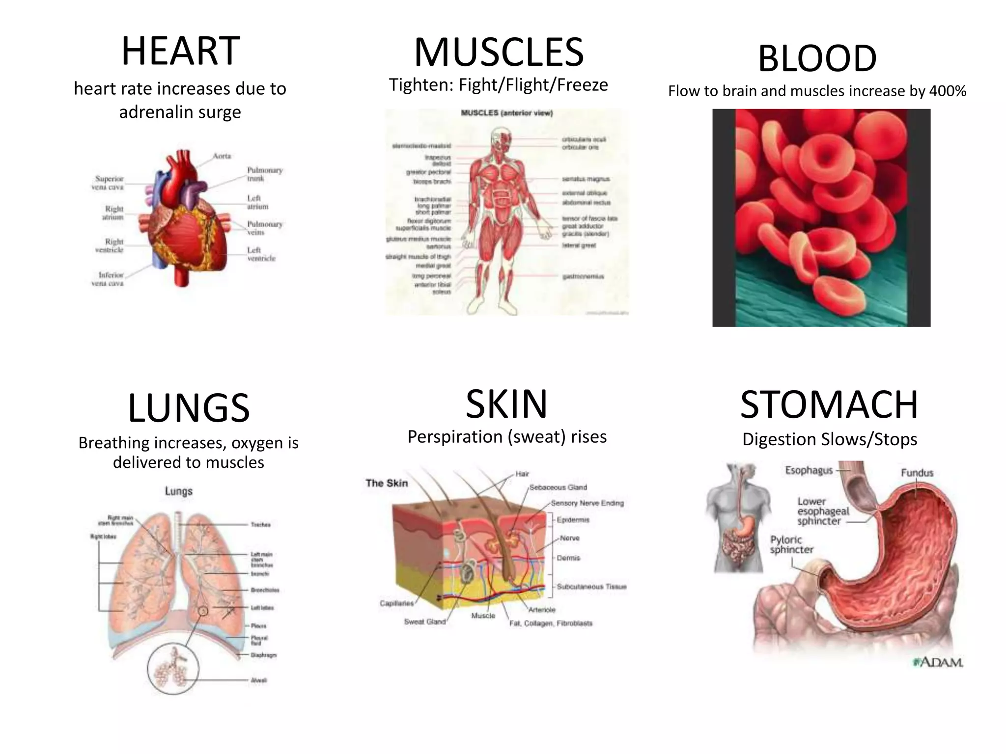 Health classproject#1 | PPTX