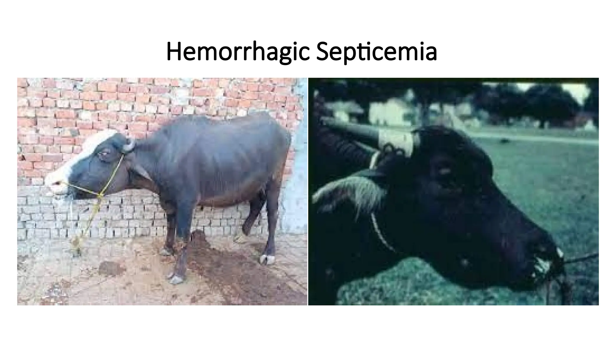 Health management for dairy farming (2).pptx