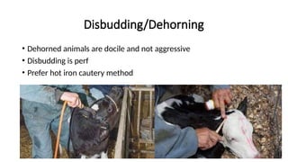 Health management for dairy farming (2).pptx