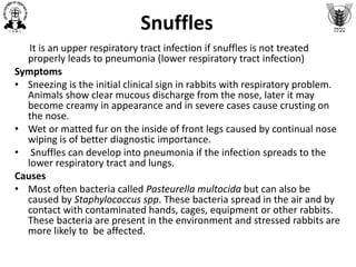 Health management of rabbits | PPTX
