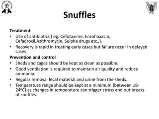 Health management of rabbits | PPTX