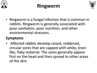 Health management of rabbits