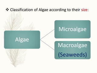 Health promoting properties of seaweeds | PPTX