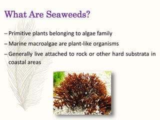Health promoting properties of seaweeds | PPTX