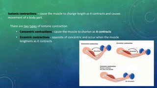 Health Related Components of Fitness | PPTX