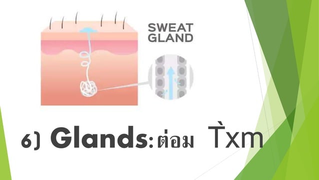 Health vocabulary Grade 2: SKIN | PPTX