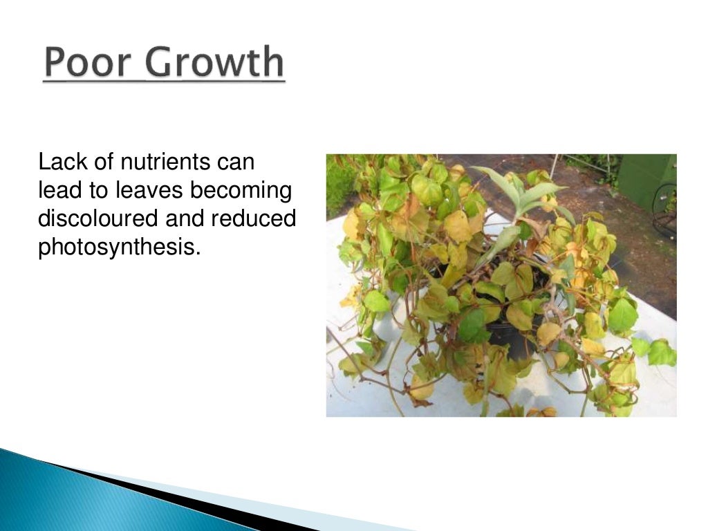 Healthy And Unhealthy Plants