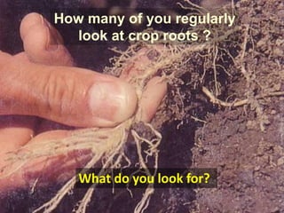 Managing for Healthy Roots | PPT