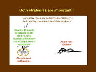 Managing for Healthy Roots | PPT