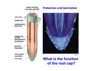 Managing for Healthy Roots | PPT