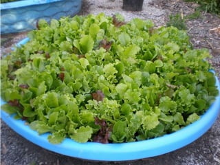 Managing for Healthy Roots | PPT