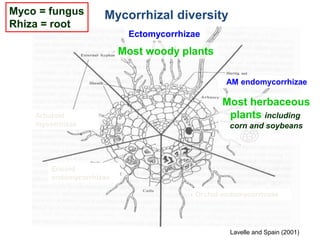 Managing for Healthy Roots | PPT