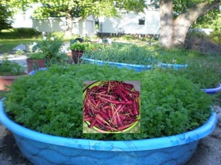 Managing for Healthy Roots | PPT