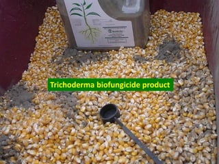 Managing for Healthy Roots | PPT