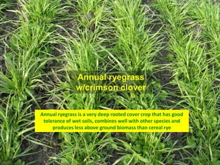 Managing for Healthy Roots | PPT