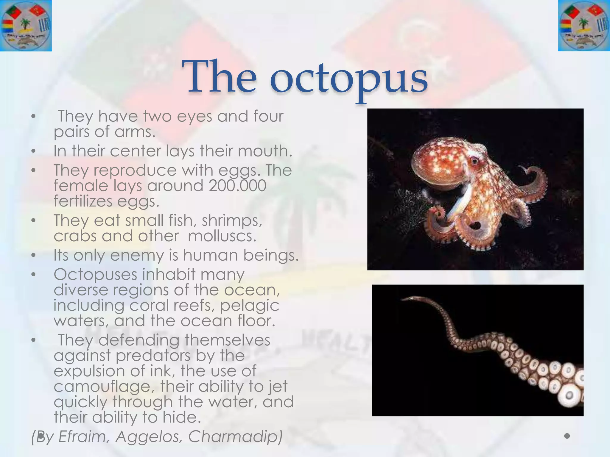 Water animals presentation | PPTX