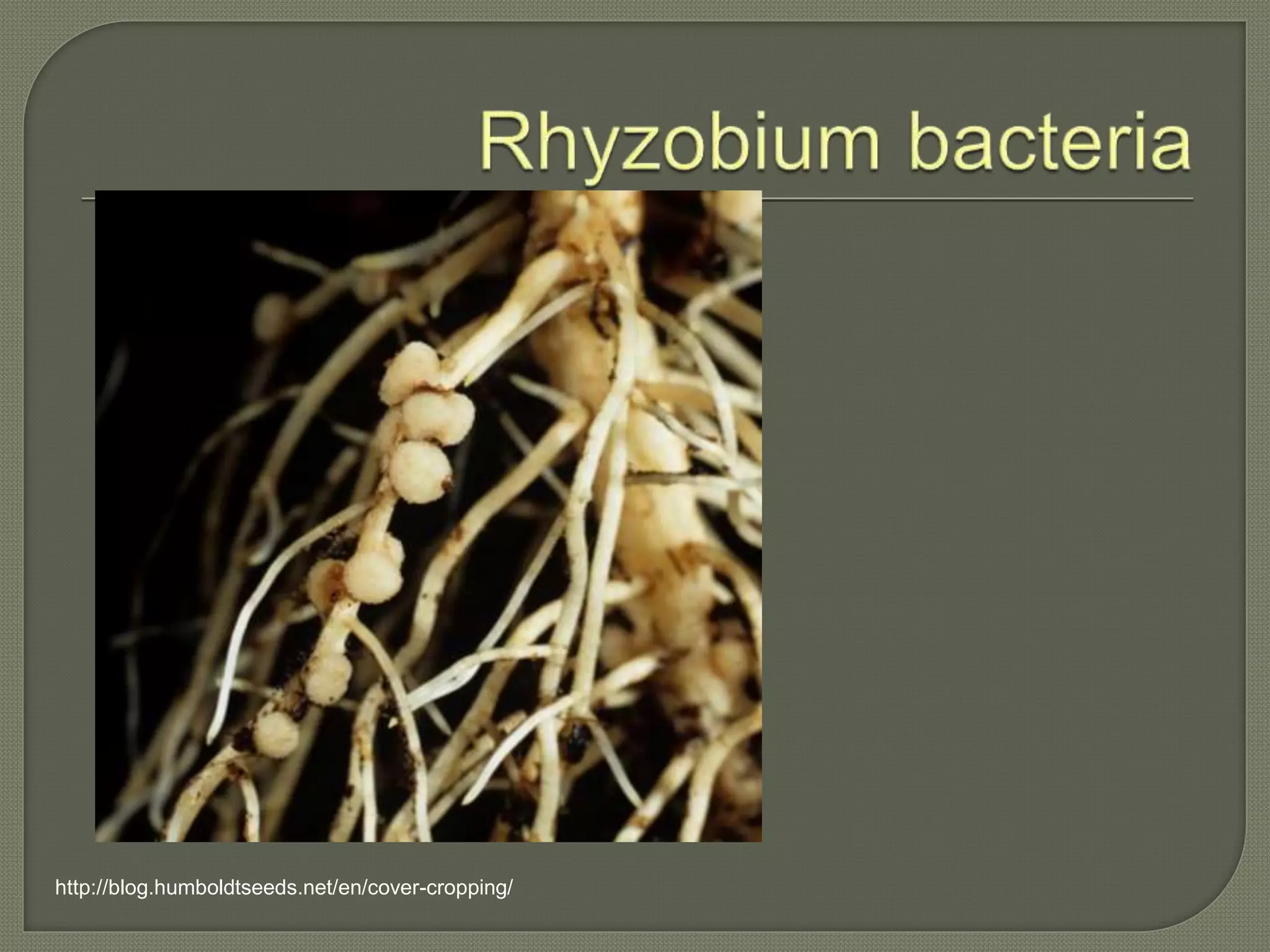 Healthy soil healthy food healthy people | PPTX