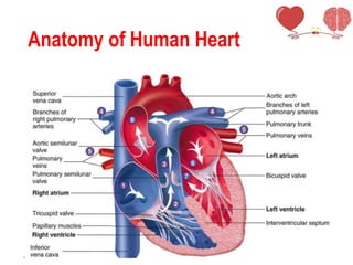 Heal Your Heart and Heal Your Life: A Perspective on Cardiac Psychology ...