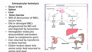 Heamolysis fundamental of hemolysis.pptx