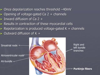 Hear-Conduction-System.ppt
