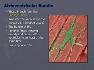 Hear-Conduction-System.ppt