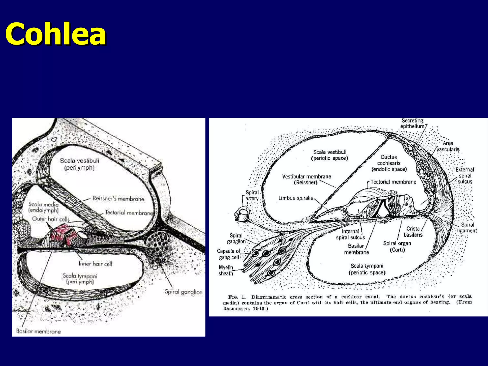 Hearing | PPT