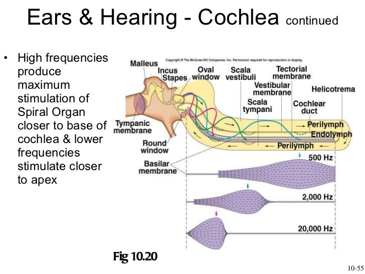 Hearing