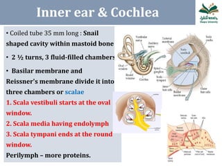 Hearing | PDF