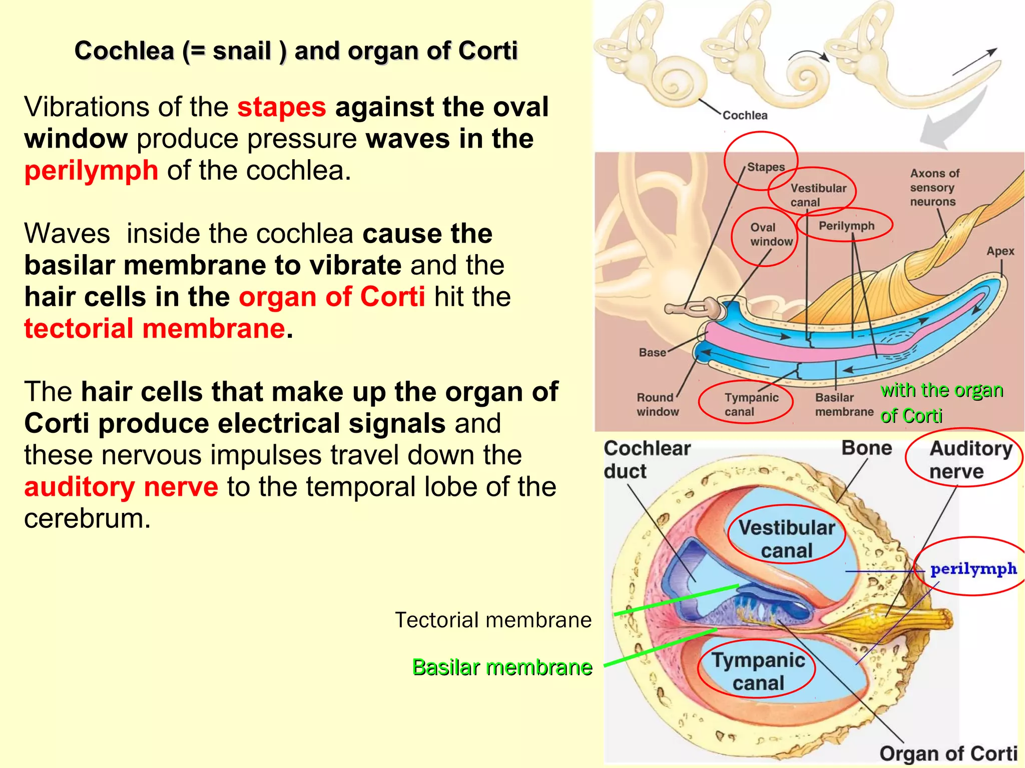 Hearing and Equilibrium | PPT