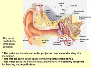 Hearing and Equilibrium | PPT