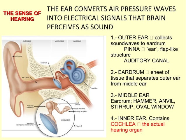 Hearing and Equilibrium | PPT