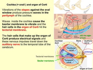 Hearing and Equilibrium | PPT