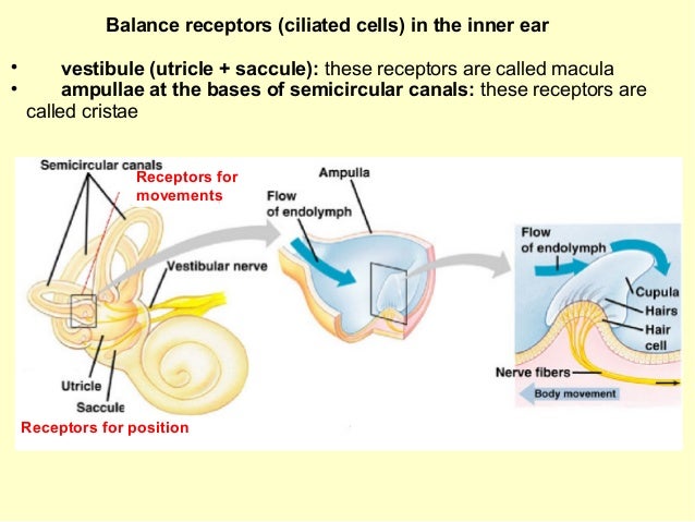 Ear Receptors For Balance