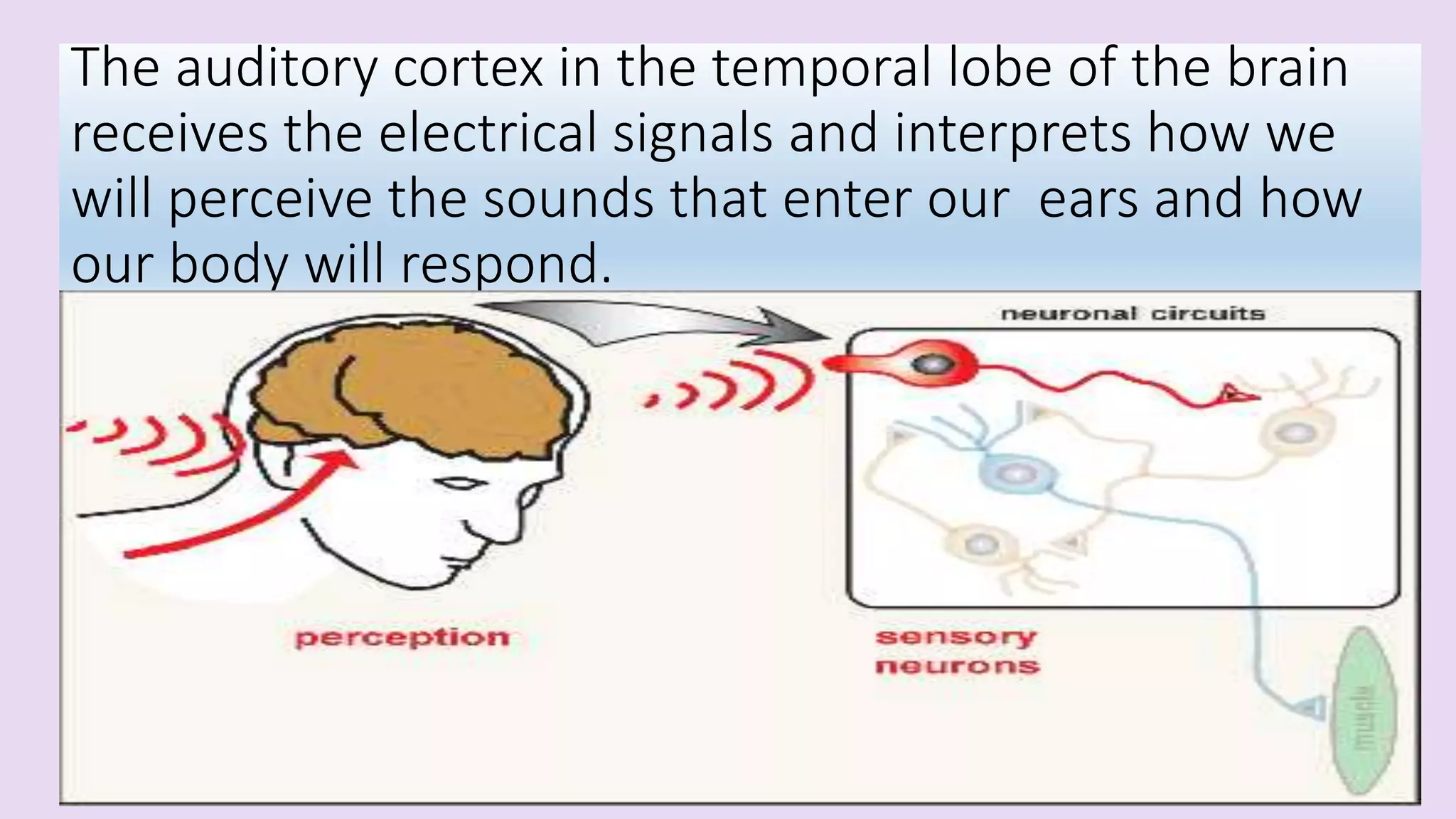 Dean R Berry Auditory System | PPT
