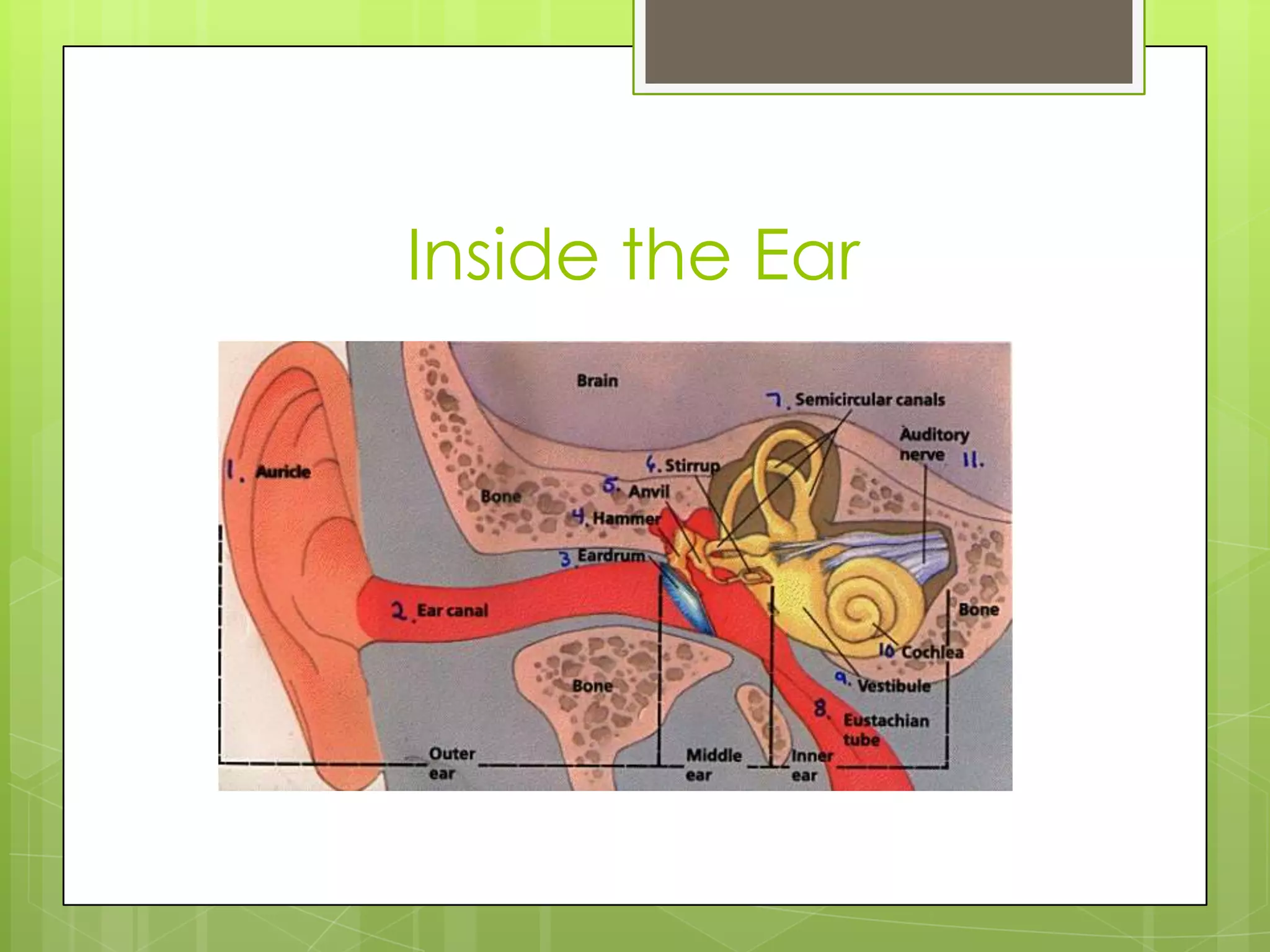 Hearing conservation | PPTX