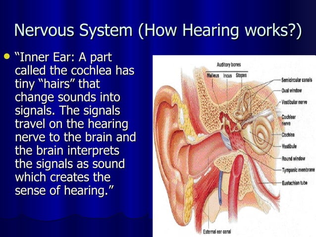 Hearing loss | PPT