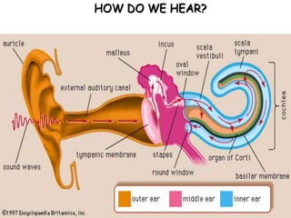 Hearing_Loss_Prevention LO3.ppt