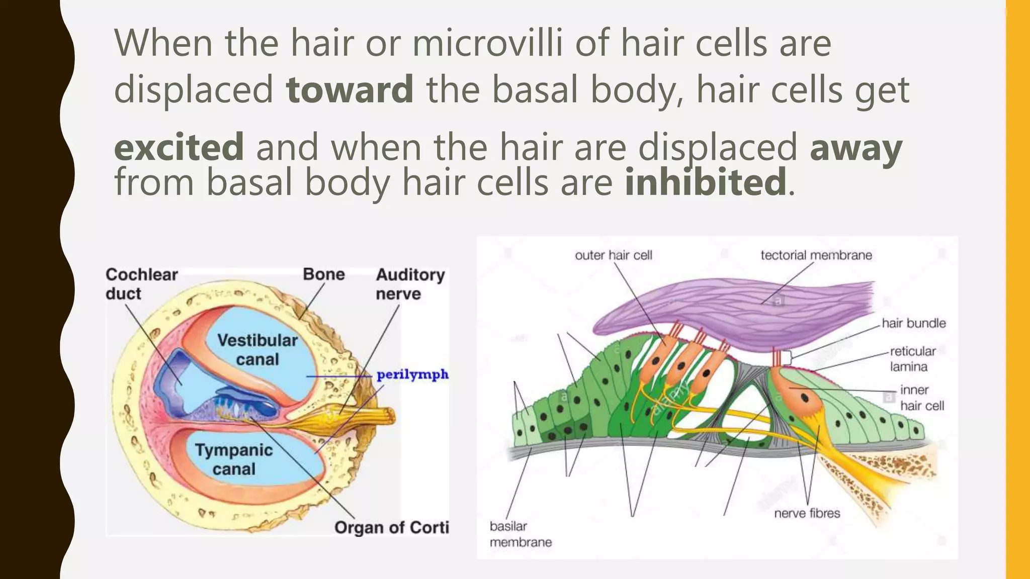Hearing and vestibular system - simple basics | PPTX