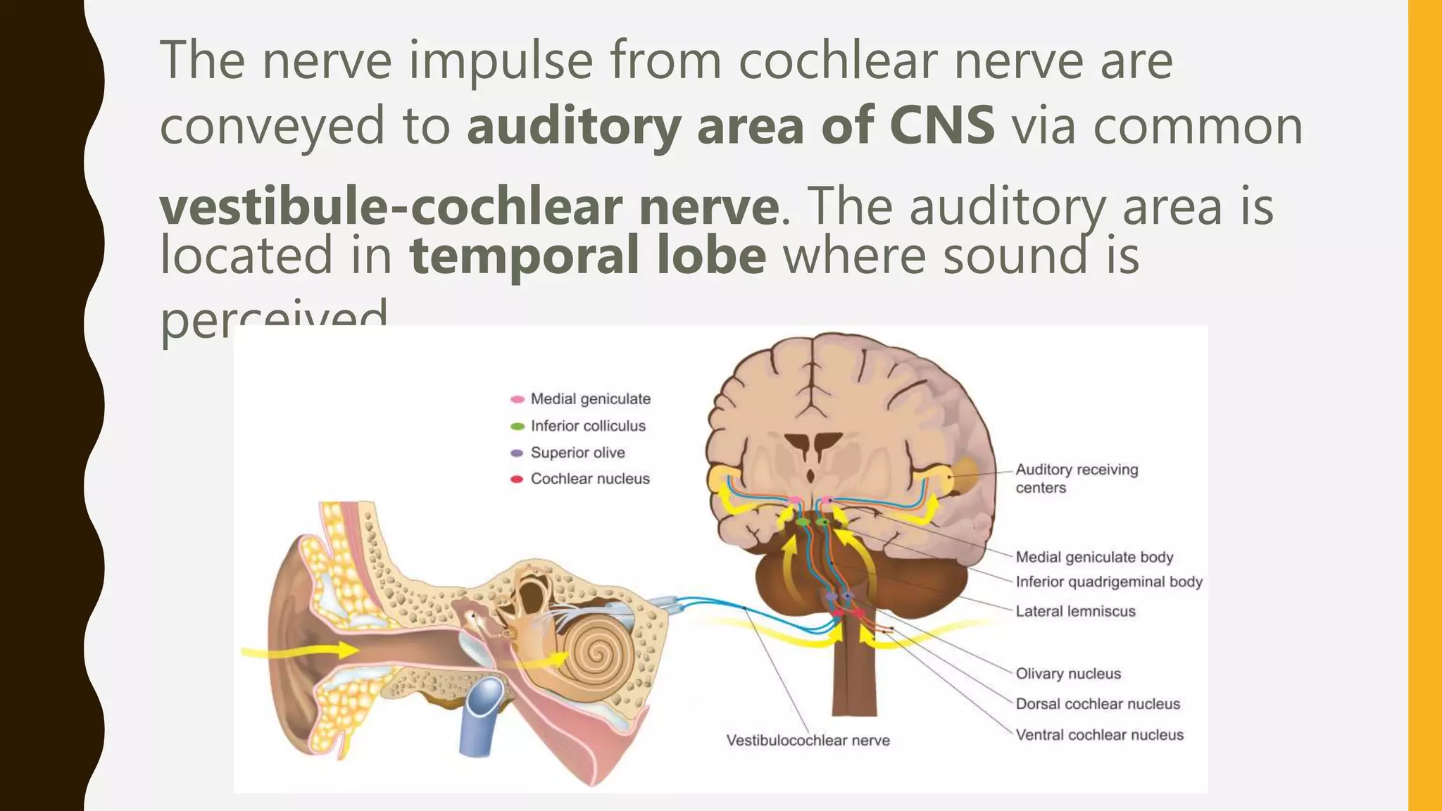 Hearing and vestibular system - simple basics | PPTX