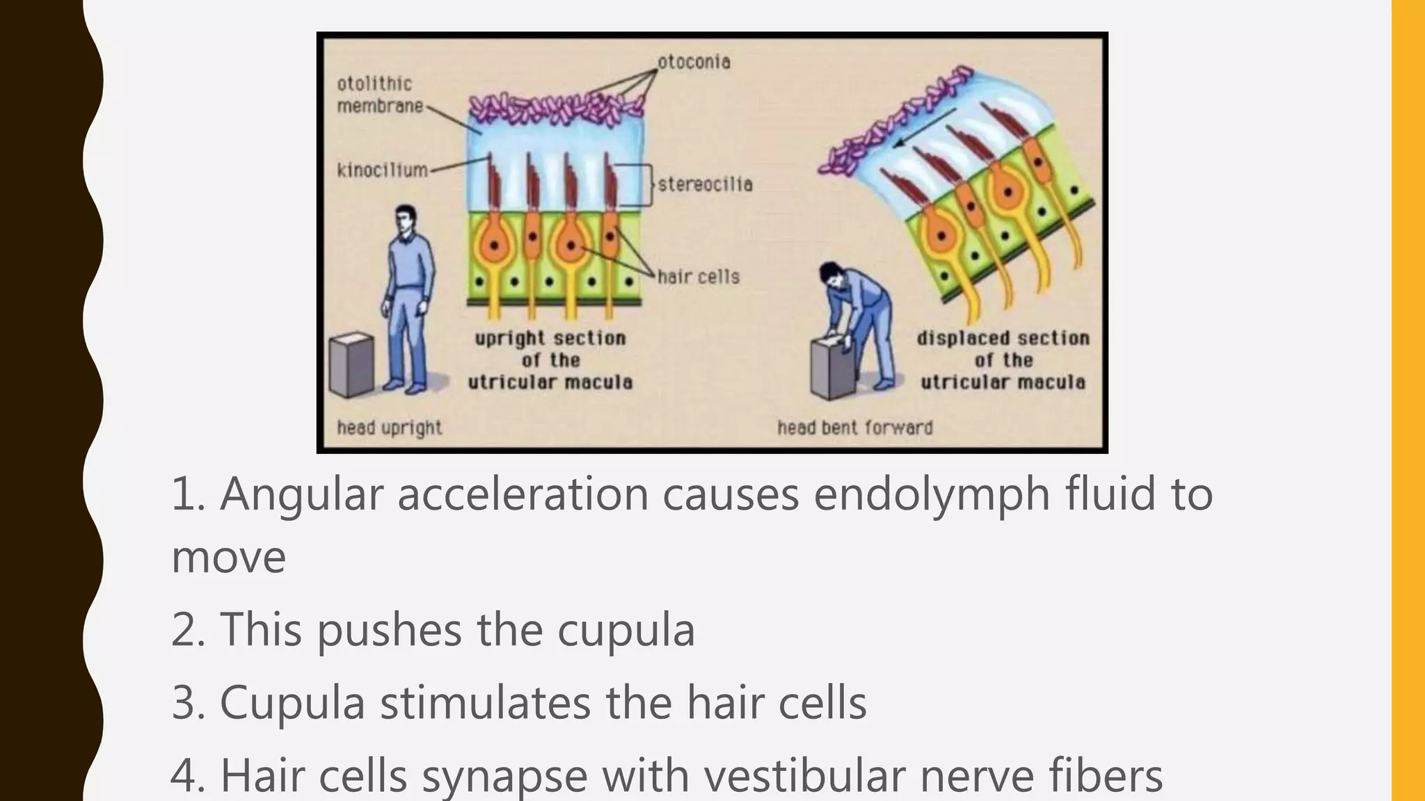Hearing and vestibular system - simple basics | PPTX