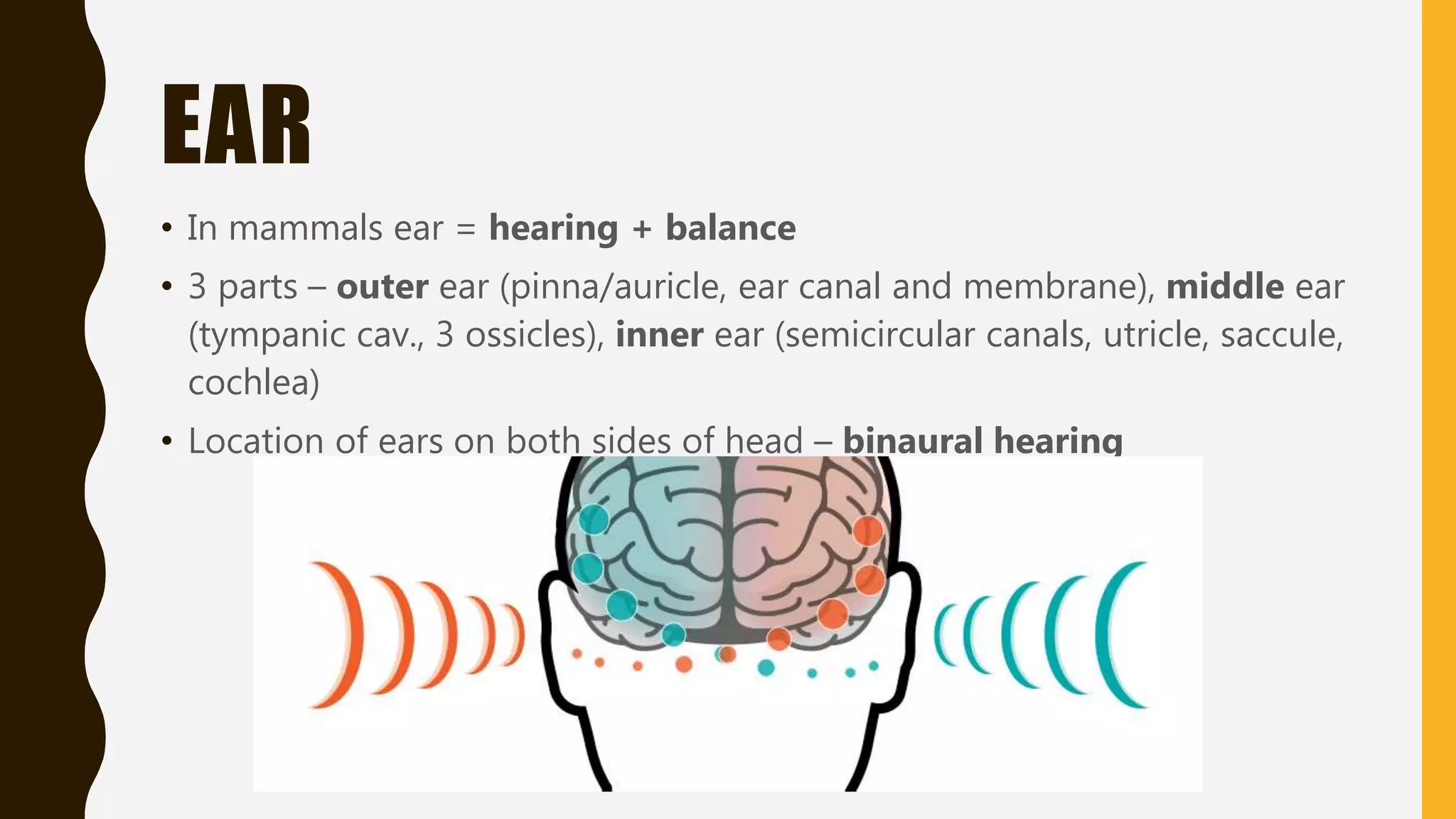 Hearing and vestibular system - simple basics | PPTX