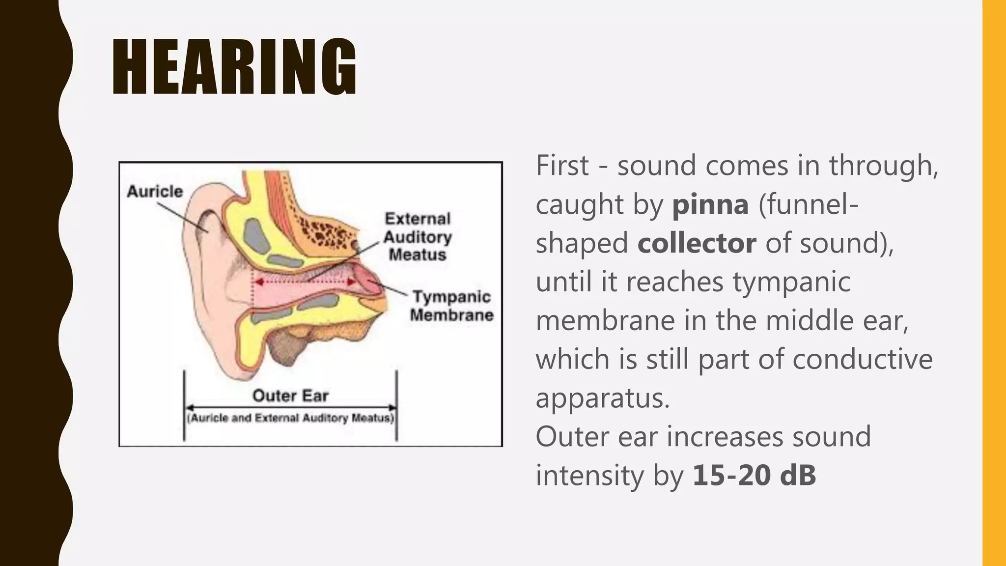 Hearing and vestibular system - simple basics | PPTX