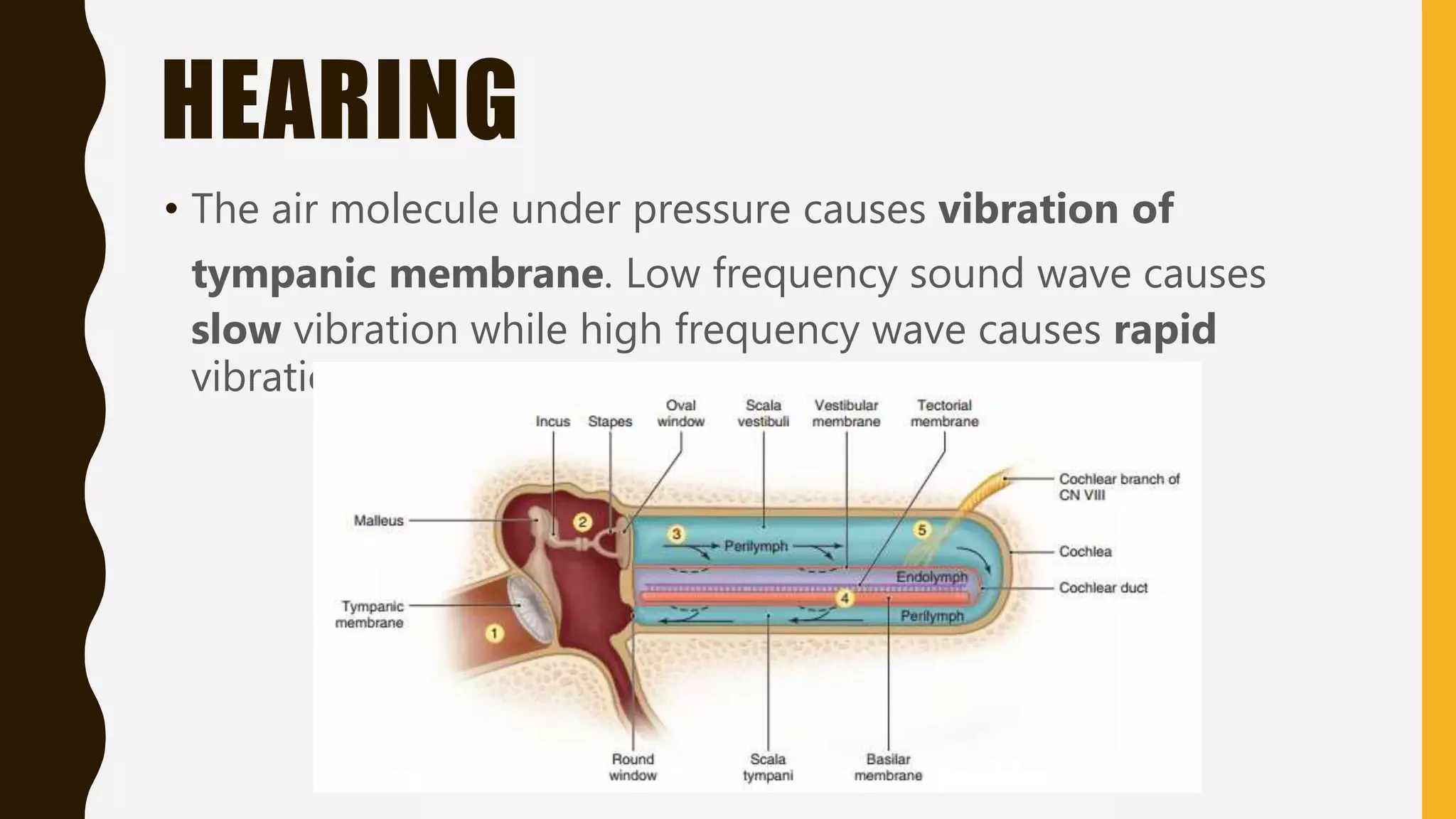Hearing and vestibular system - simple basics | PPTX